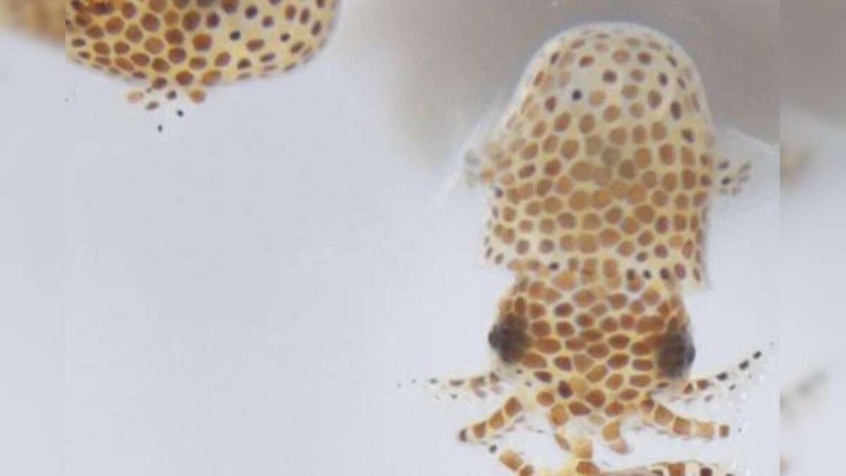 SpaceX is Sending Hundreds of Baby Squids to the ISS in Its Next ...