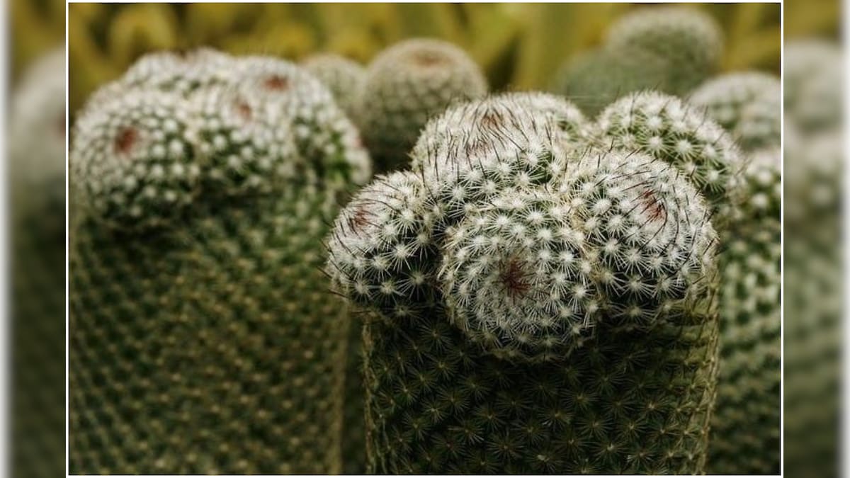 'Poached' Cactus Plant Worth $1.2 Million Returns to Chile after Year ...
