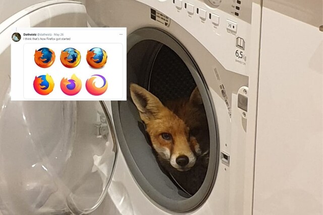 Woman's Encounter with Fox in Washing Machine is Reminding Netizens of ...