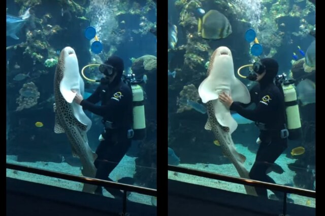 Watch: Leopard Shark Enjoys Belly Rub by Aquarium Worker in Viral Video ...