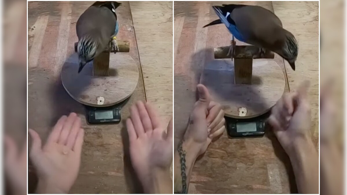 Humans Showed Magic Tricks to Jays but These Birds Refused to be Fooled ...