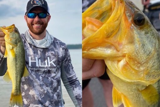 US Man Reels in 'Rarest of Rare' Golden Largemouth Bass Fish, Scientist ...