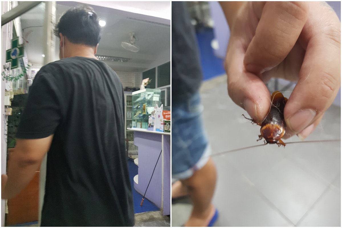 Man Carries 'Injured' Cockroach to a Hospital in Thailand, Bizarre ...