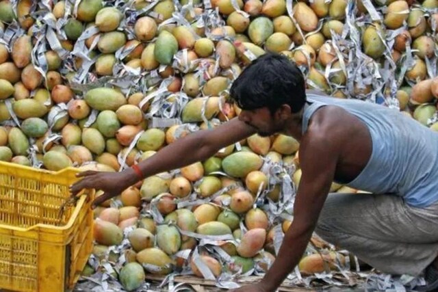 Madhya Pradesh's 'Noorjahan' Mangoes Can Sell For as High as Rs 1,000 ...