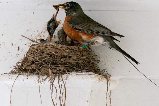 Scientists Will Use Satellites via International Space Station to ...