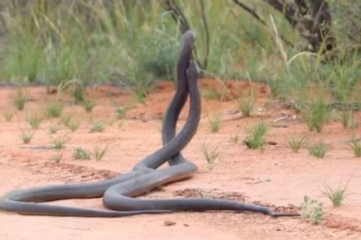Watch: Snake Couple Spotted Dancing In Field, Video Goes Viral - News18