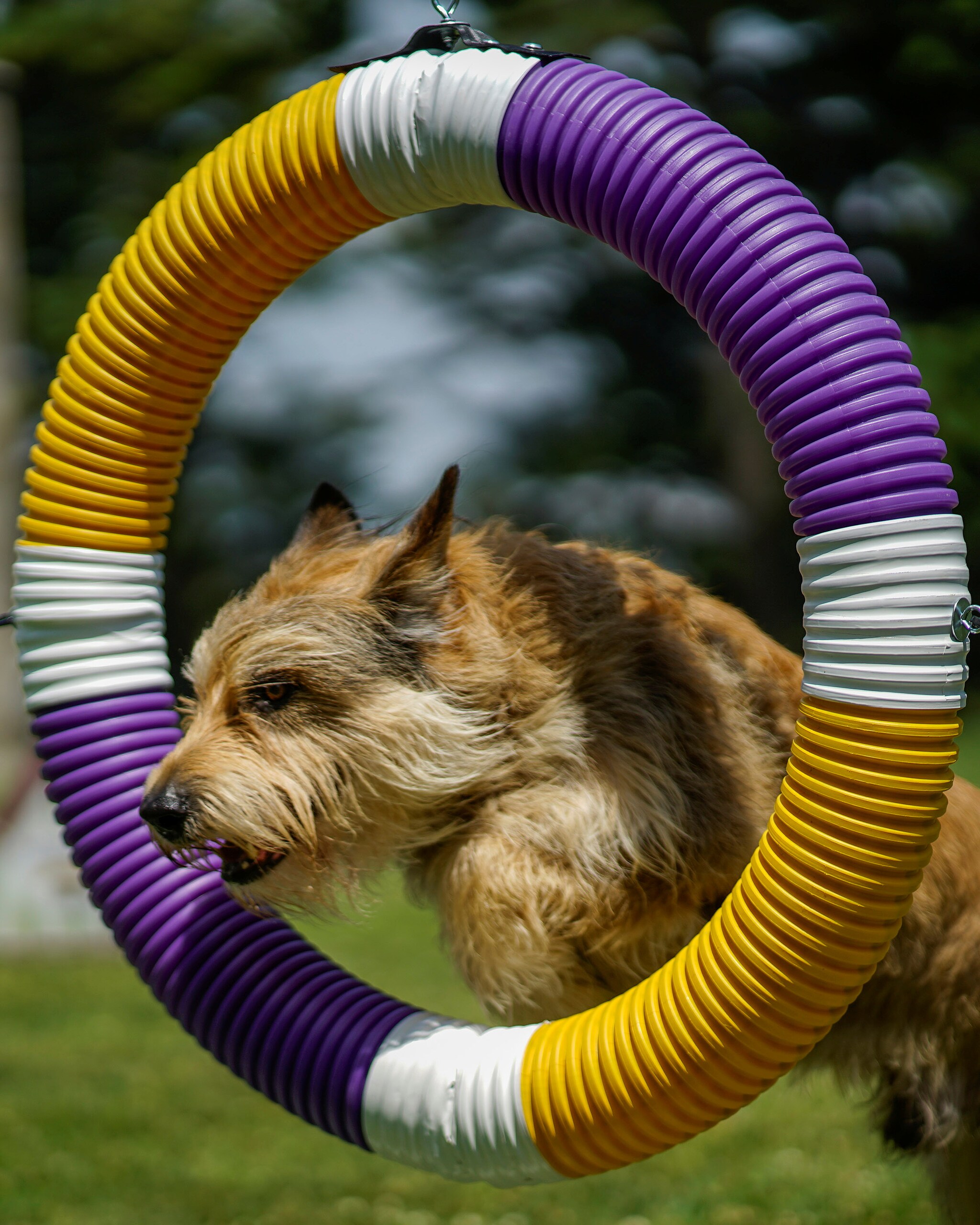 In Photos: Pet Pooches Have a Gala Time at Westminster Dog Show in New ...