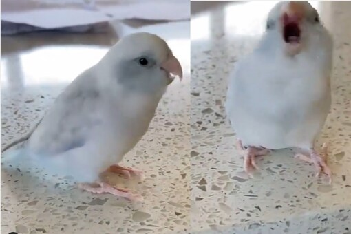 This Parrot's Adorable Wiggle to Say 'I Love You' will Melt Your Heart ...
