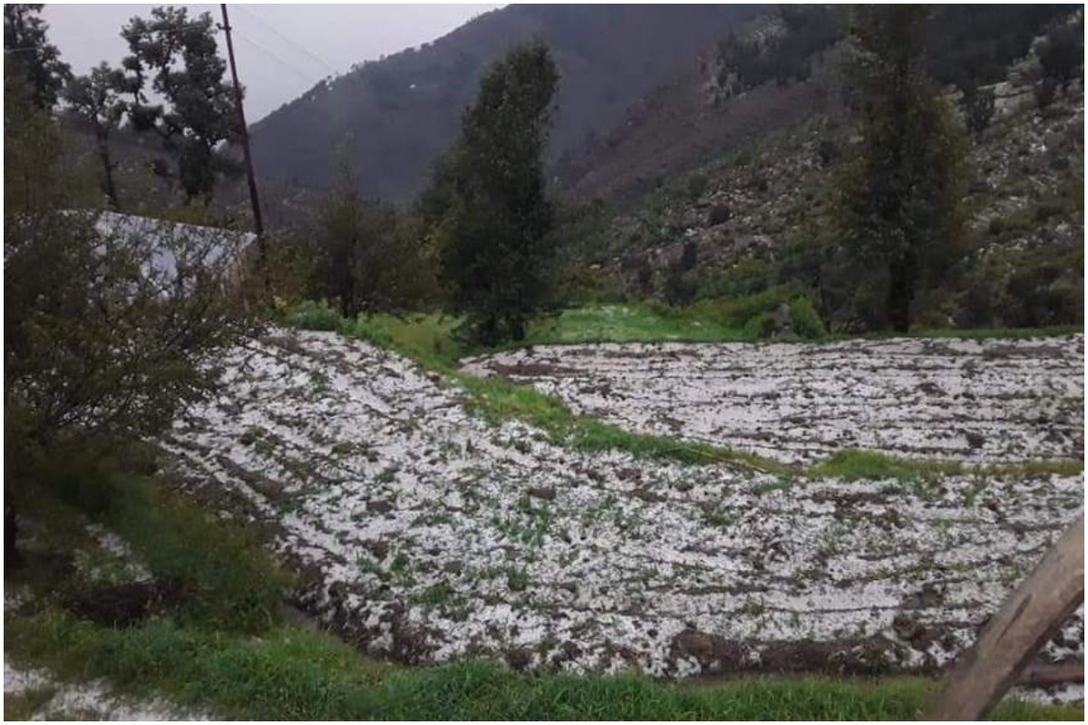 Jammu’s Farmers Distraught as Unseasonal Hailstorms Destroy Crops ...