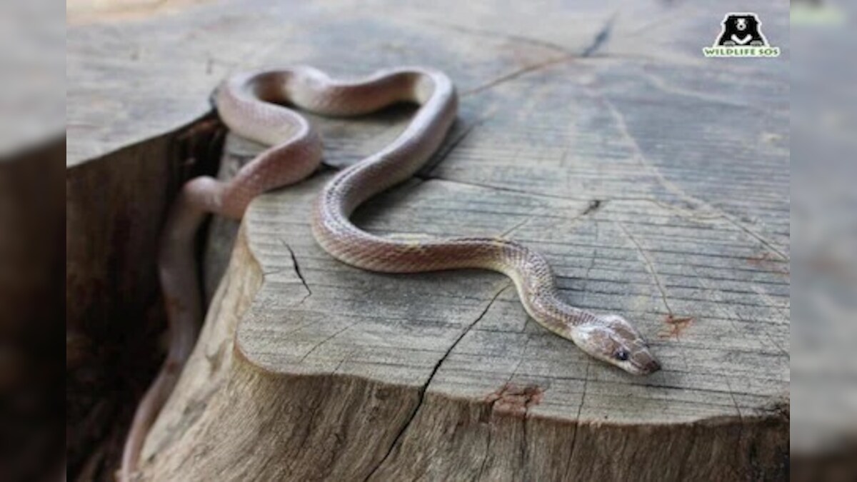 Snake Sightings on the Rise Across Delhi Due to Monsoon Season