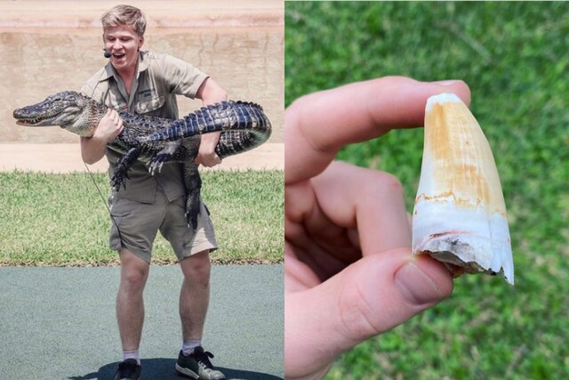 Wonder What Crocodile Tooth Looks Like? Australian Wildlife ...