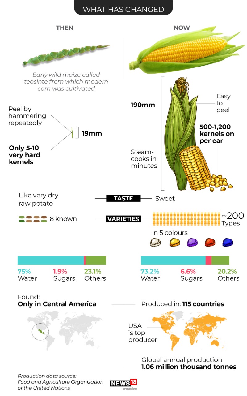 In Pictures: What has Changed in Cultivation of Veggies and Fruits Over ...