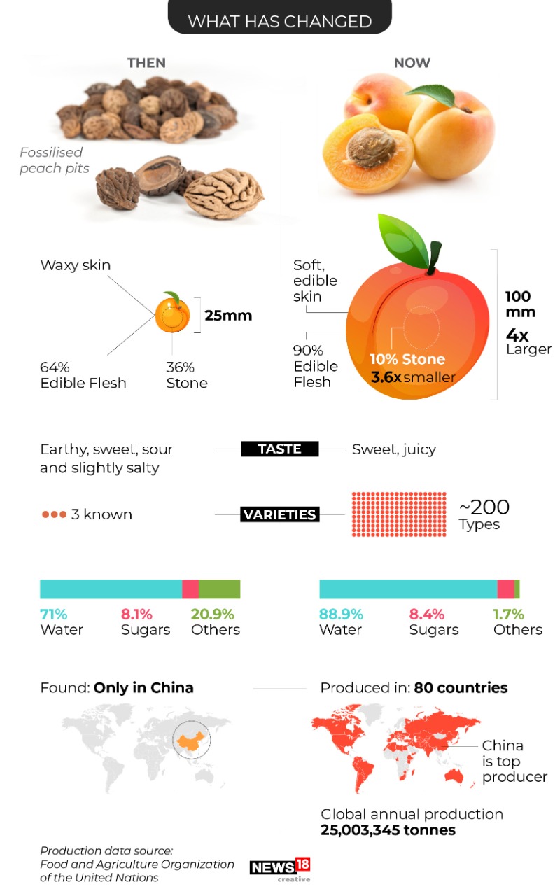 In Pictures: What has Changed in Cultivation of Veggies and Fruits Over ...