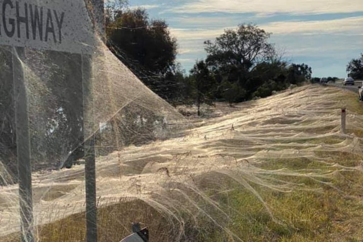 Photos of Australian Town Covered in Thick Cobweb is Straight Outta ...