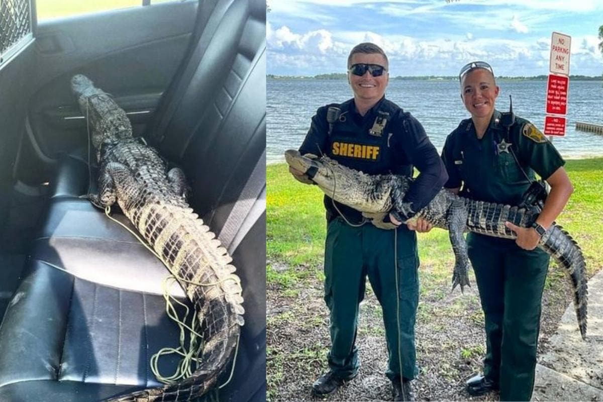 Florida Police Rescue 5-foot-long Alligator Casually Chilling on Family ...
