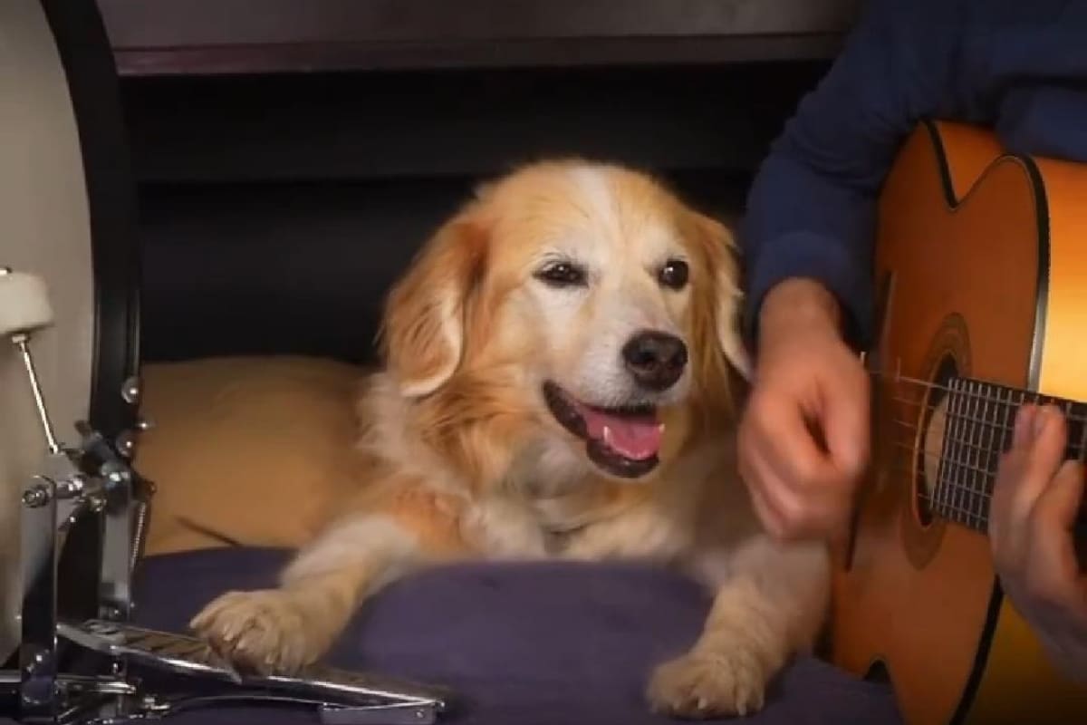 Internet's Beloved Dogstar 'Maple' Who Played Drums No More, YouTuber ...