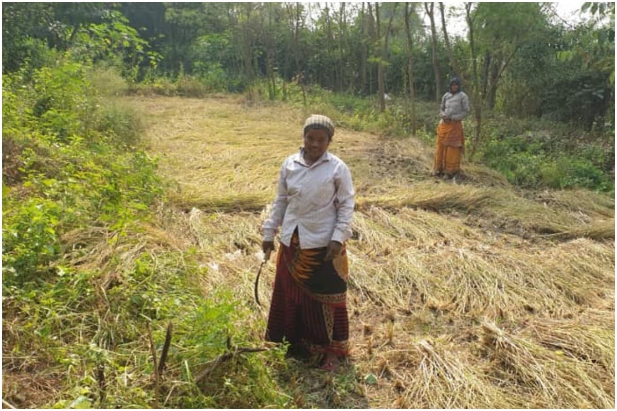 Santals of Bengal Go Back to Their Roots, Champion Agriculture that ...