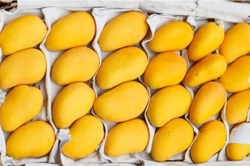 MP Couple Deploys 6 Dogs, 4 Guards to Protect Rare Miyazaki Mangoes ...