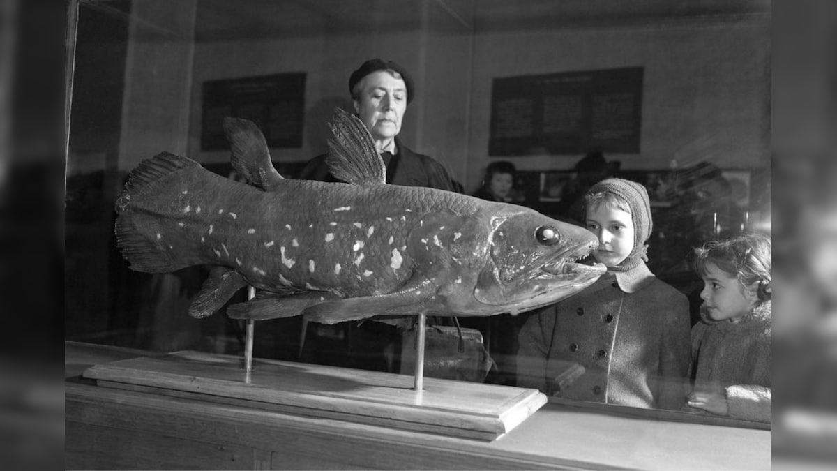Giant 'Living Fossil' Fish from Dinosaur Era Can Live for 100 Years ...