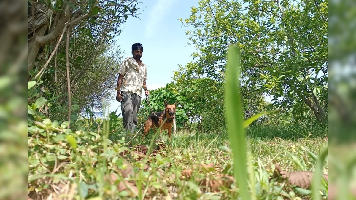 Security for Netas & Celebs Passe, Rare Variety Mangoes in MP Get ...
