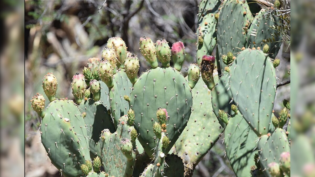 Italy's Suspected Cactus Trafficker Poached over 1000 Rare Cacti from ...