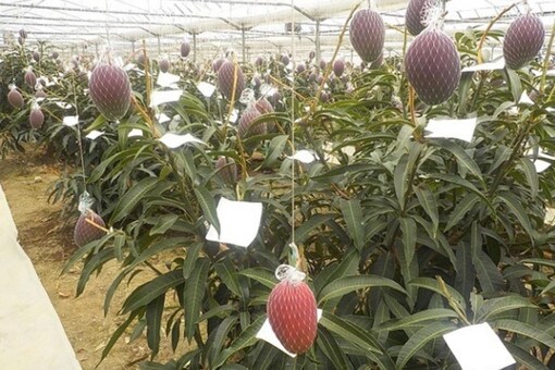 Madhya Pradesh Farmer 'Accidentally' Grew Rare Japanese Mangoes Which ...