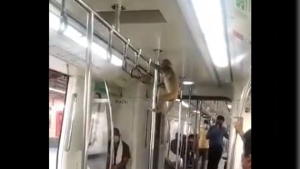 Video of Monkey Taking 'Ride' in Delhi Metro Train Goes Viral - News18