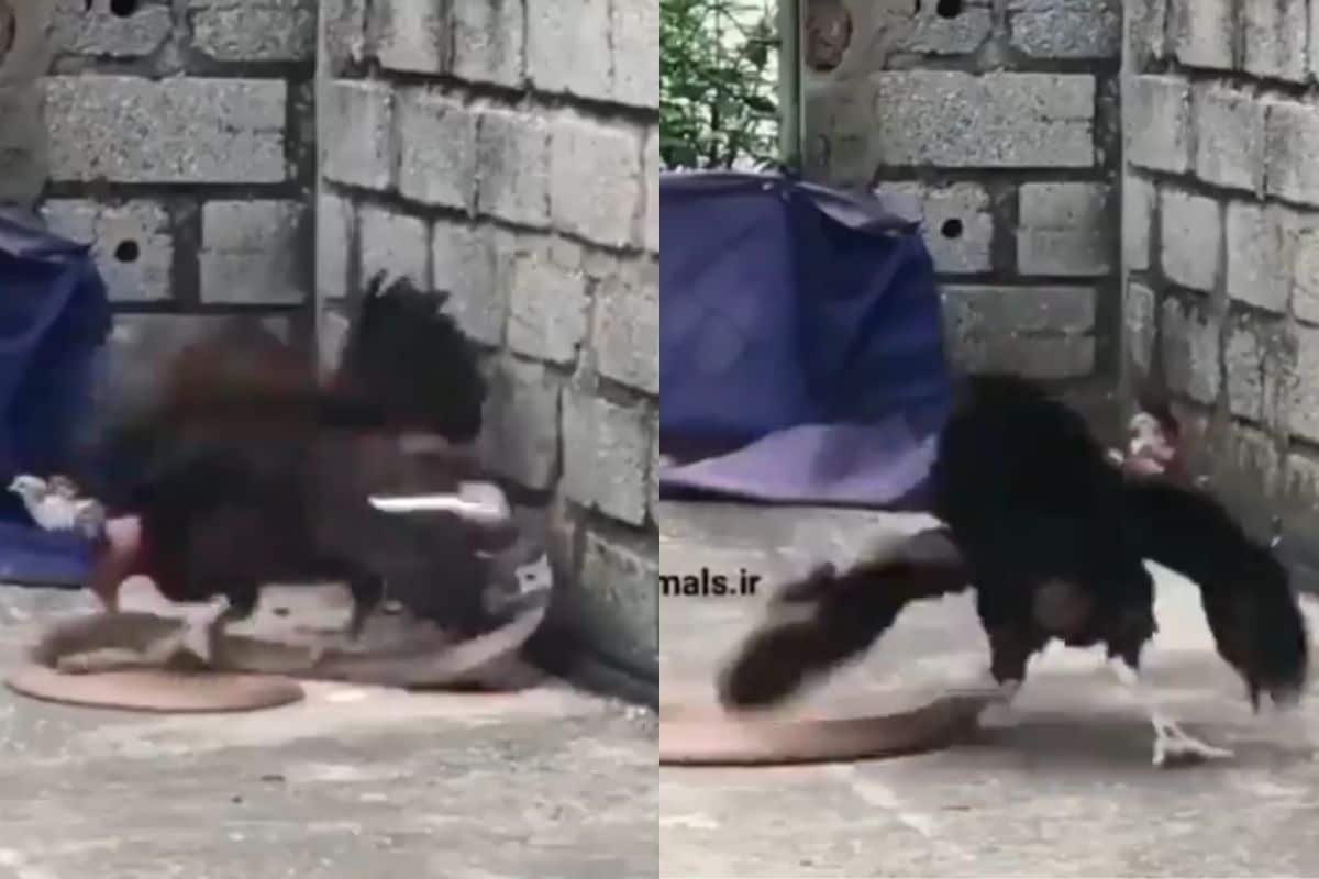 WATCH: How This Hen Fights a Snake to Save Her Chicken, Video Goes Viral