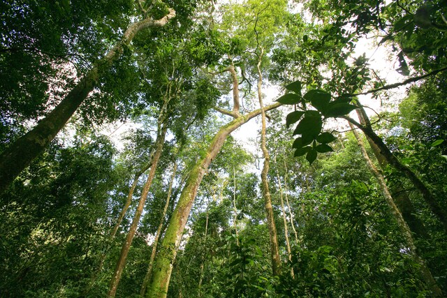 World Rainforest Day 2021: Theme, History and Significance - News18