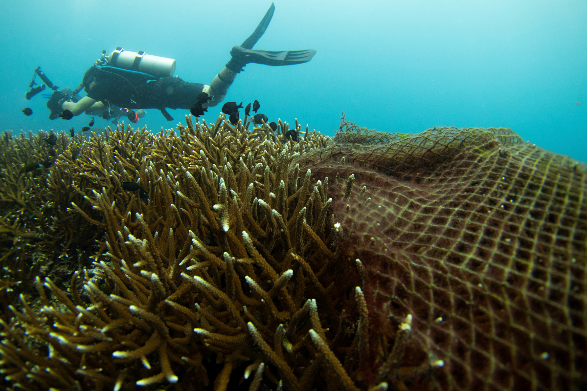 In Photos: Divers Remove Ghost Fishing Nets Threatening Coral Life in ...