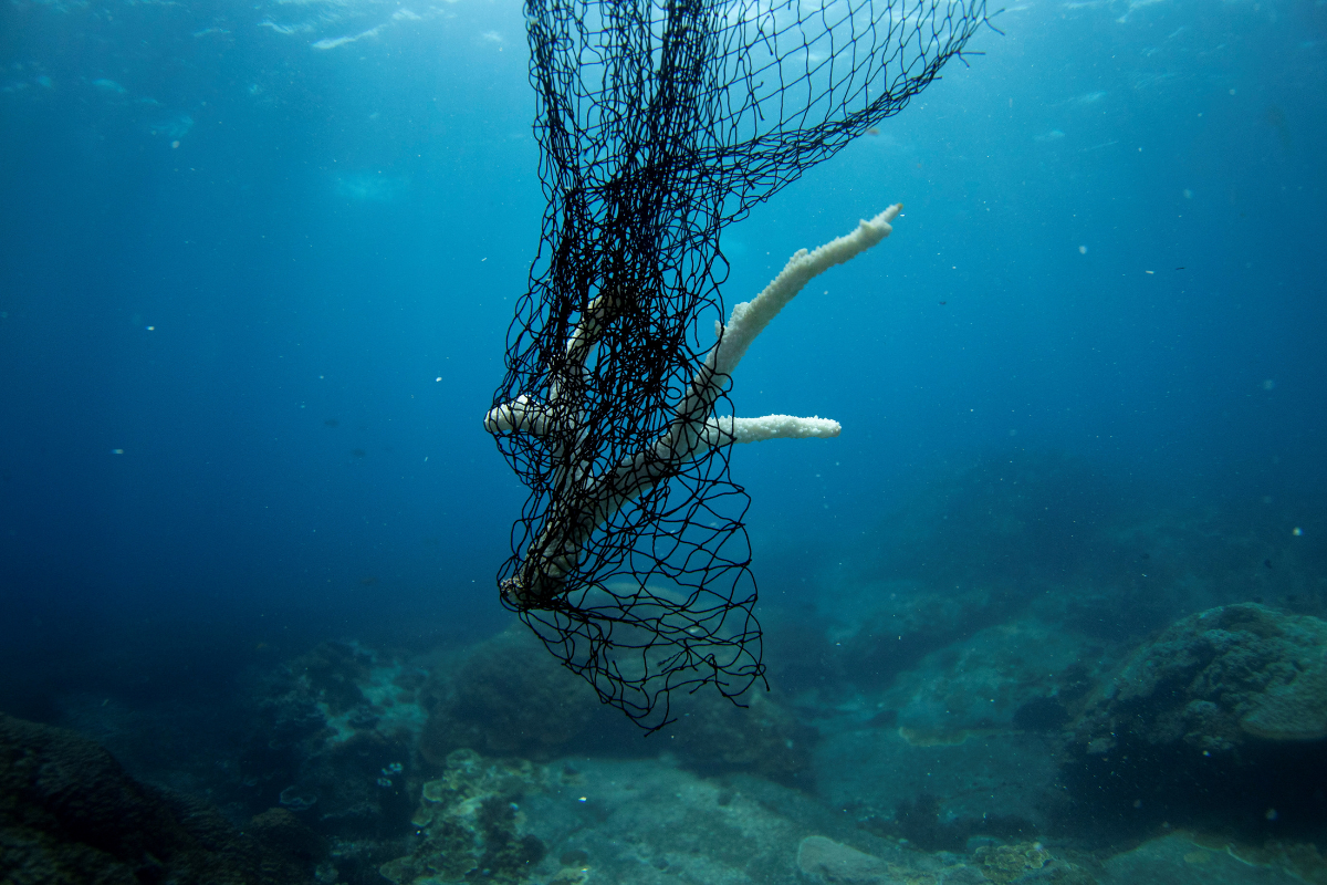 In Photos: Divers Remove Ghost Fishing Nets Threatening Coral Life in ...