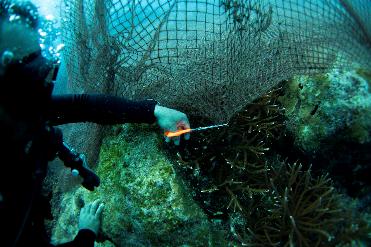 In Photos: Divers Remove Ghost Fishing Nets Threatening Coral Life in ...