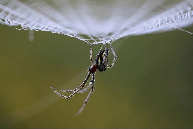 Extreme Weather Conditions May Force Spiders to Become More Aggressive ...