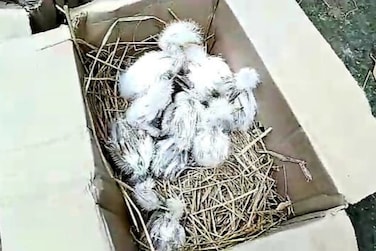 Egret Birds News: Latest Egret Birds News and Updates at News18