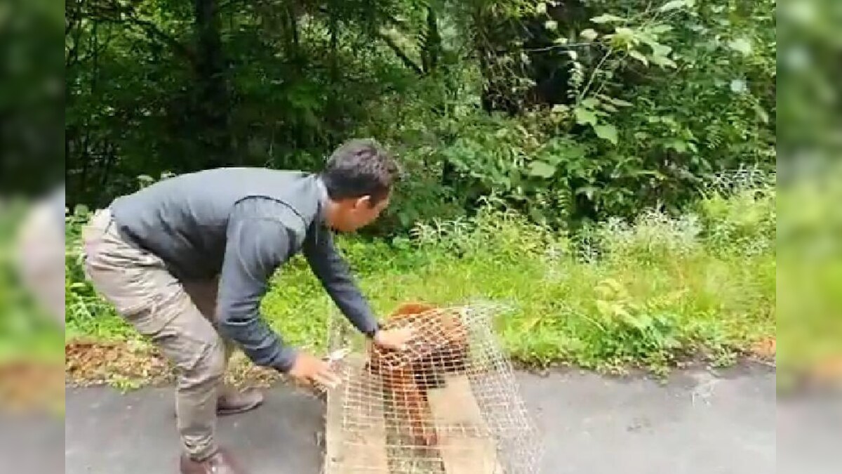 WATCH: Rescued Red Panda Released into the Wild in Arunachal Pradesh by ...