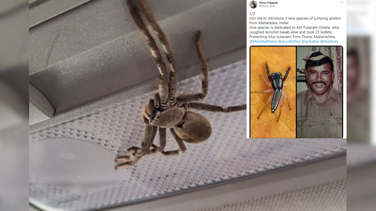 New Spider Species Named 'Icius Tukarami' After 26/11 Martyr Tukaram ...