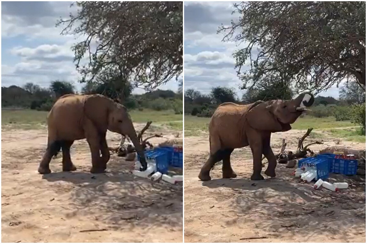 Watch: Mischievous Elephant Stealing Milk from Leftover Bottles is the ...
