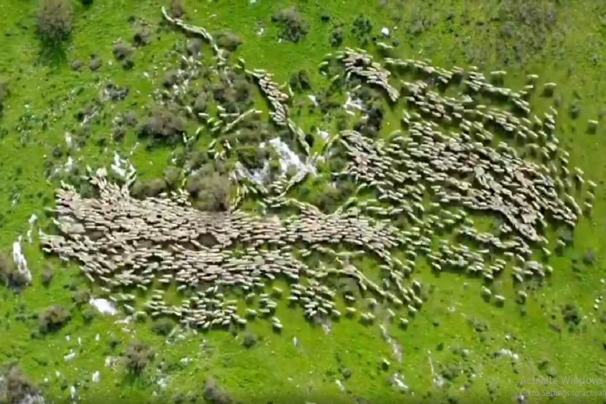 Drone Captures Stunning Aerial Timelapse Video of Sheep Herding Through ...