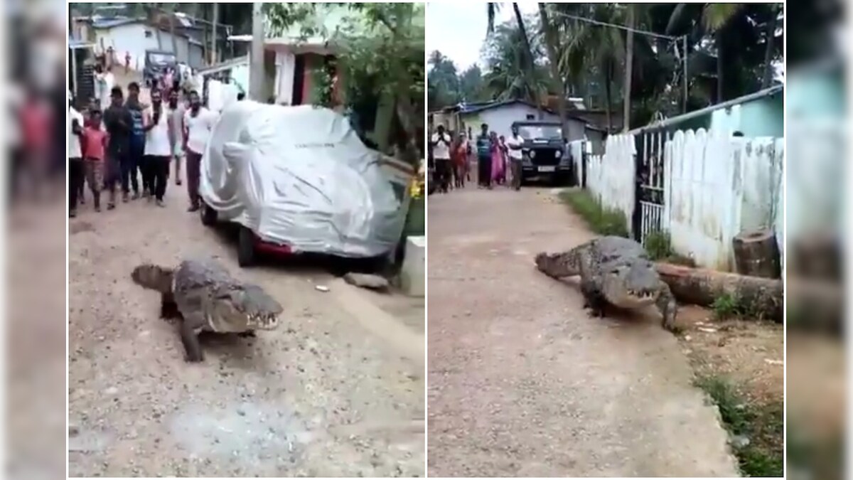 WATCH: Viral Video Shows Crocodile Taking a Stroll in Karnataka Village ...