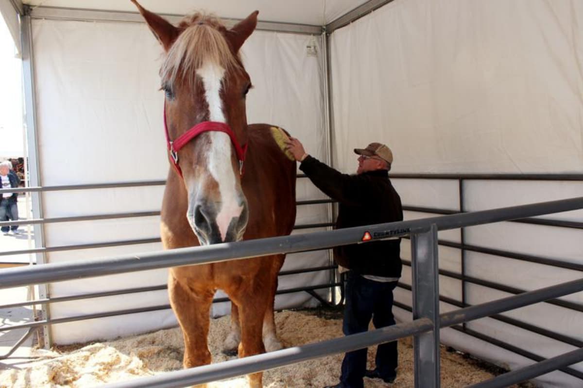 World’s Tallest Horse ‘Big Jake’ Dies at 20 in Wisconsin