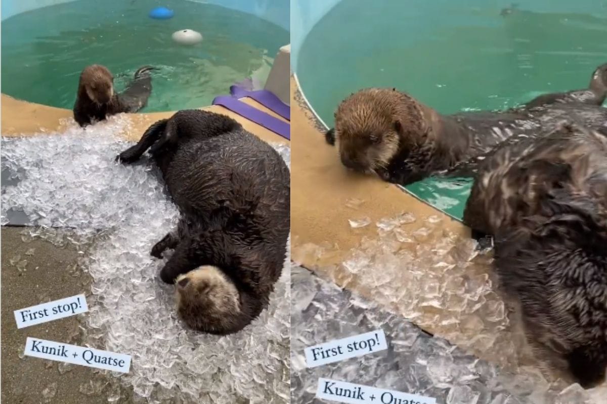 Watch: Adorable Video of Woman 'Delivering' Ice to Otters Will Make You ...