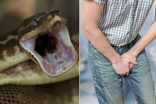 Horror Inside Toilet: Austrian Man Gets Bitten by Neighbour's Pet Python