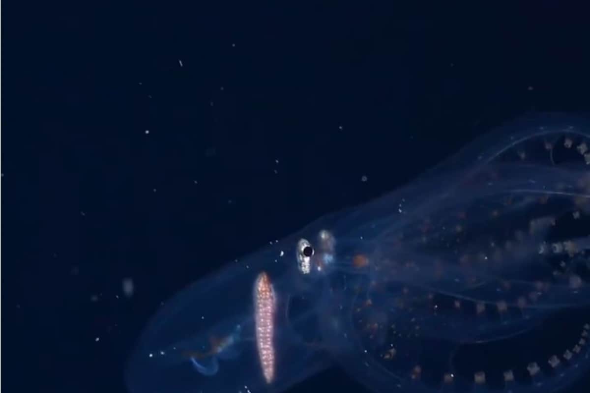 Transparent Octopus Captured in Rare Underwater Footage by Ocean ...