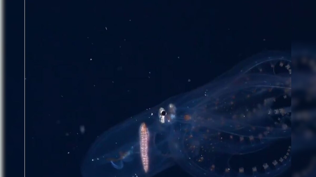 Transparent Octopus Captured in Rare Underwater Footage by Ocean ...