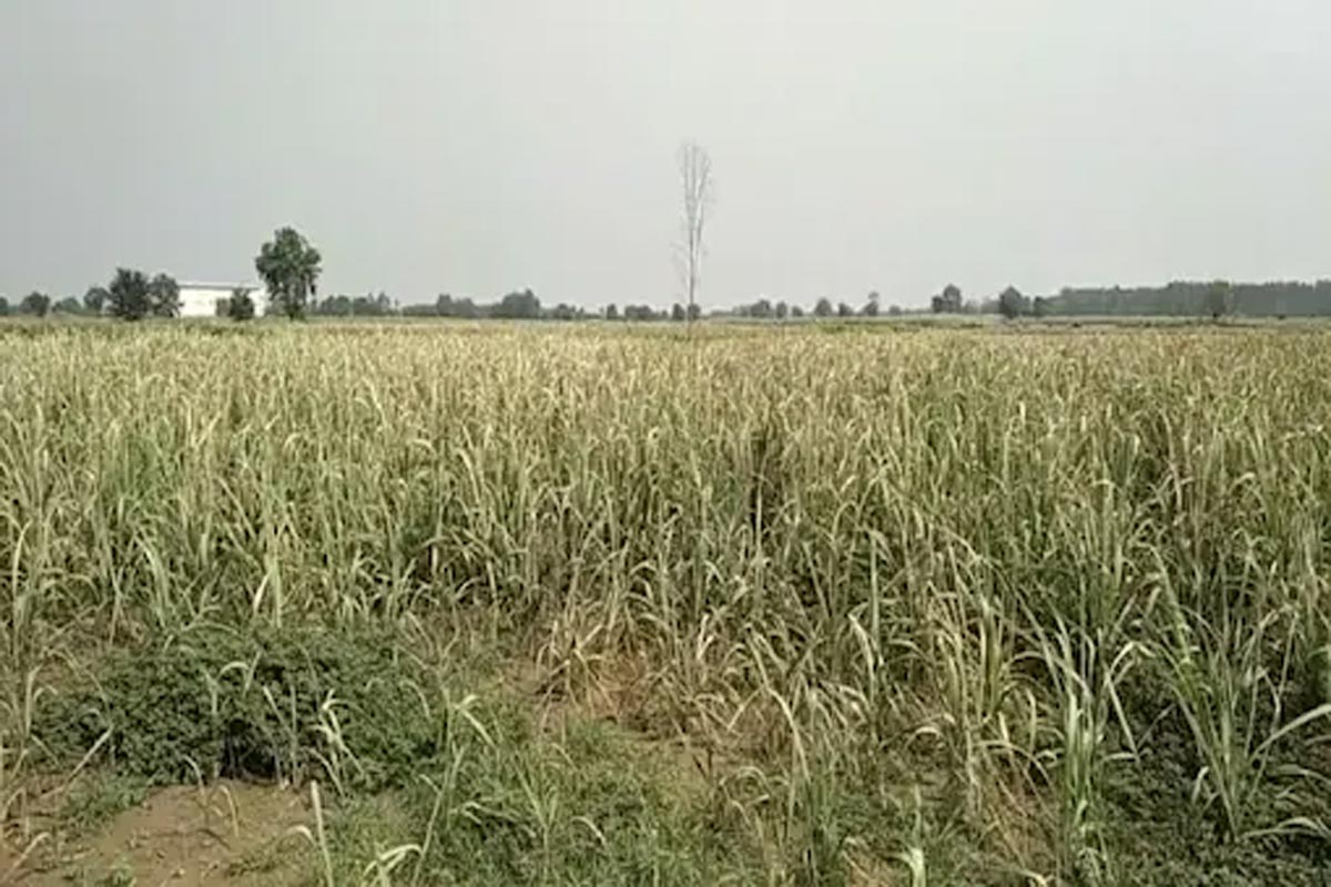 Farmers Worried Over Delayed Monsoon in North India as Summer Crop ...