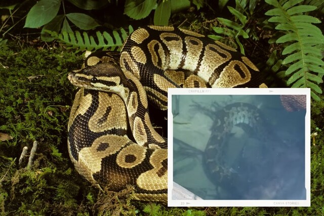 Locals Rescue Giant Python Coiled Up Inside Irrigation Water Tank in ...