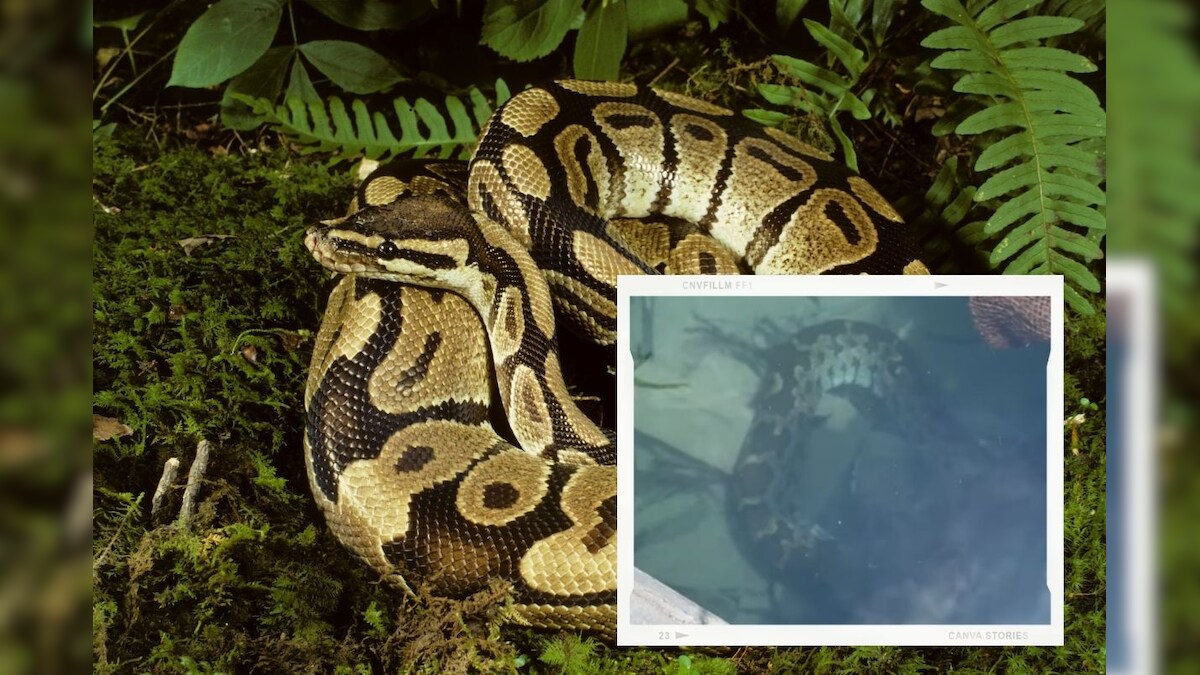 Locals Rescue Giant Python Coiled Up Inside Irrigation Water Tank in ...