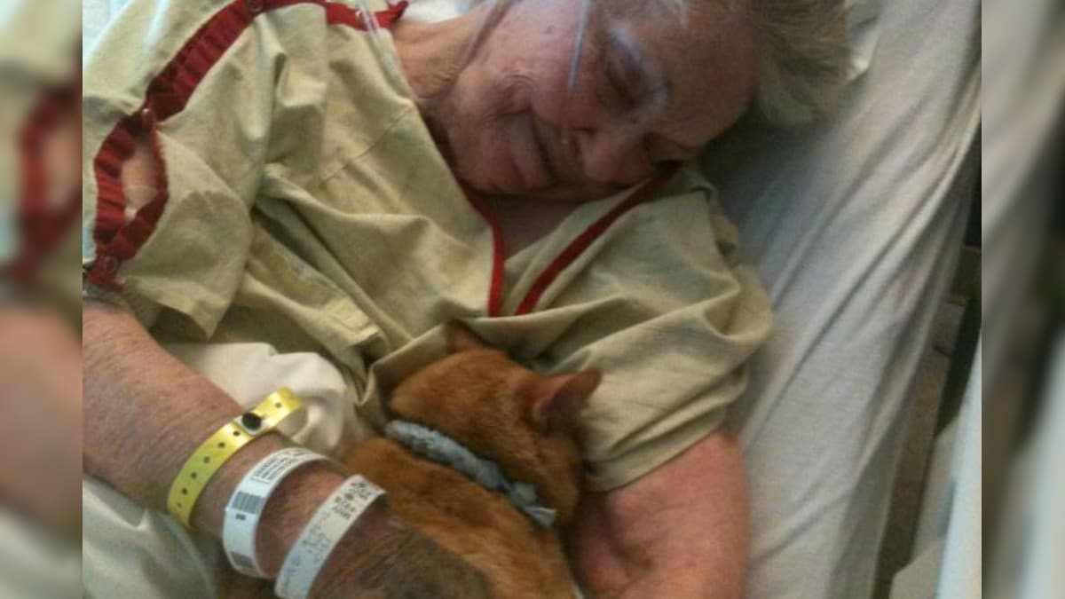 Dying Woman Wishes to See Her Cat One Last Time, Their Hug Leaves ...