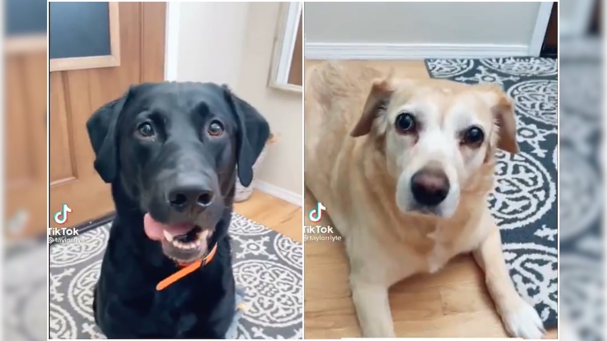 Girl Introduces Herself to Pet Dogs for First Time, Adorable Reaction ...