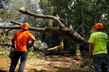 Tree Cutting News: Latest Tree Cutting News and Updates at News18